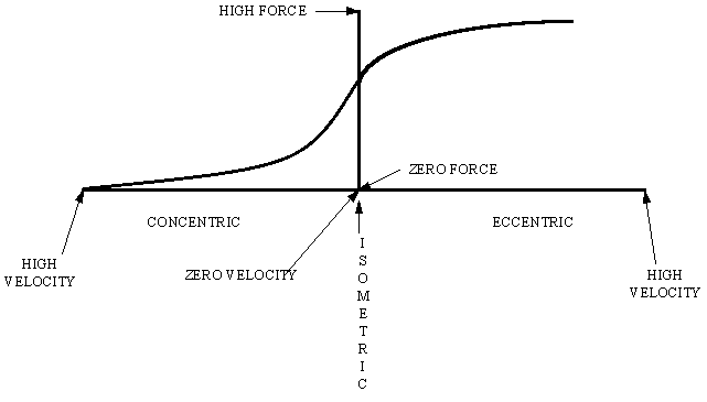FORCE CHARACTERISTICS OF MUSCLE
