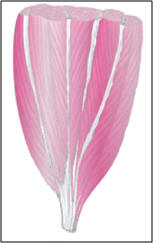 Pennate Fiber Arrangments